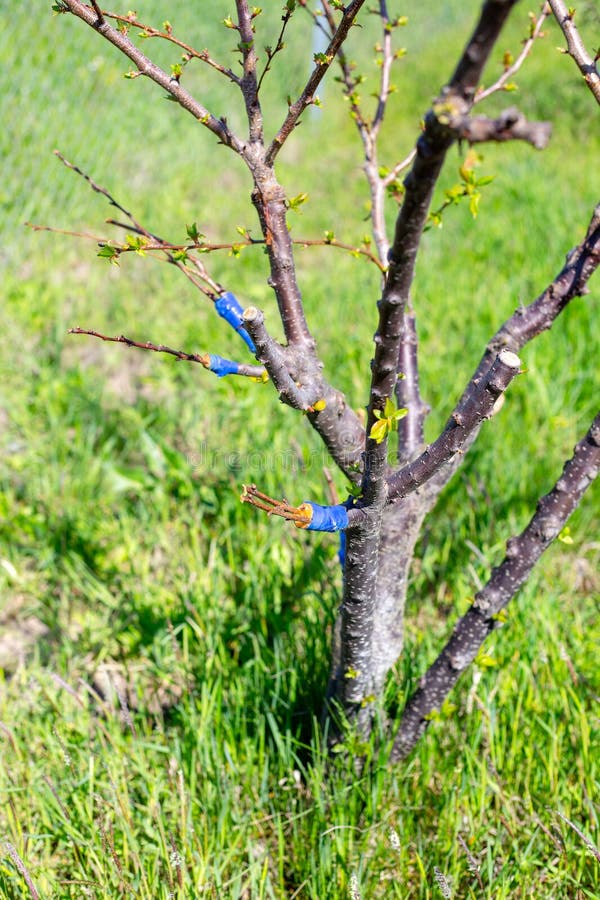 Grafted Fruit Tree by the Cleft Method in Early Spring. Cultivation and ...