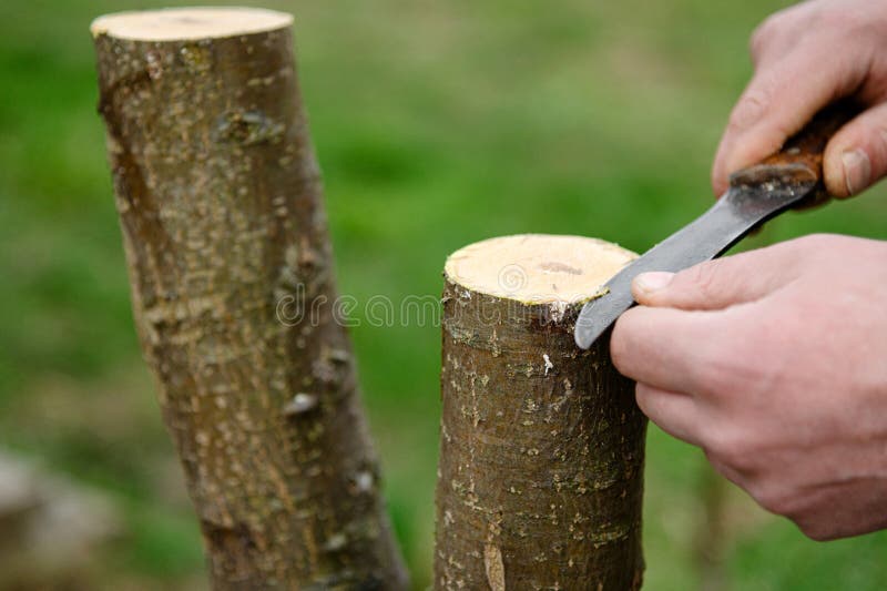 Grafted Fruit Tree. Spring Grafting of Trees Stock Image - Image of ...