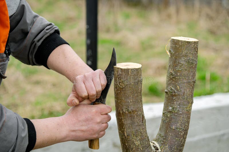Grafted Fruit Tree. Spring Grafting of Trees Stock Image - Image of ...