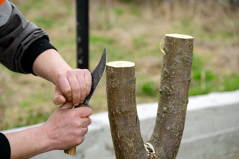 Grafted Fruit Tree. Spring Grafting of Trees Stock Image - Image of ...