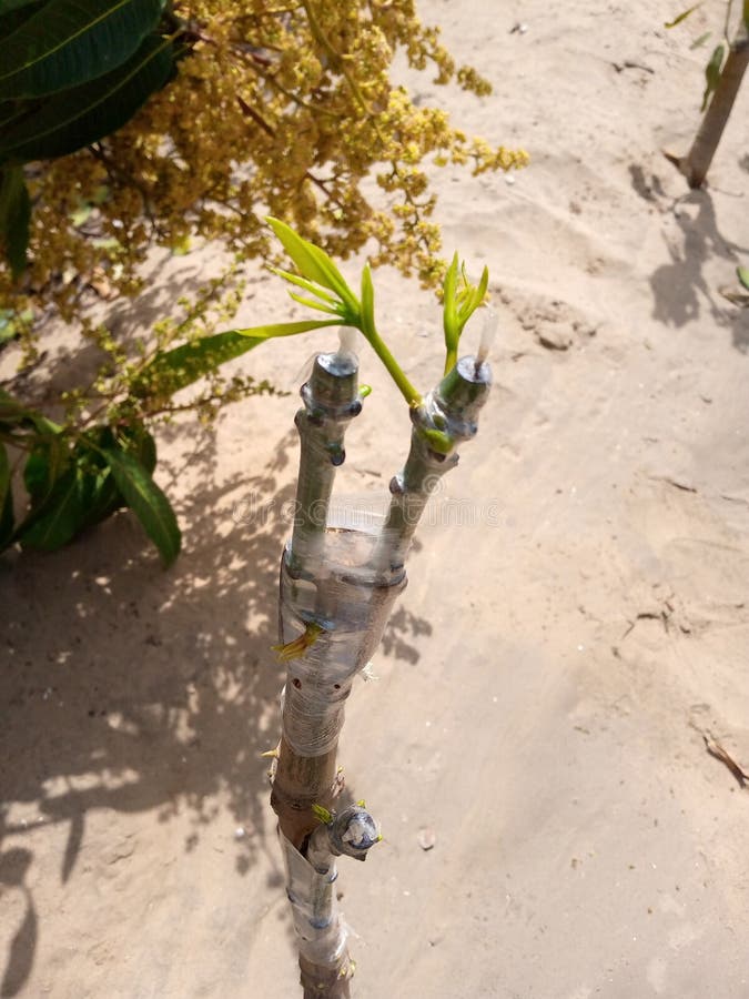 Two Mango Pens Sprouted after Tree Grafting Stock Photo - Image of ...