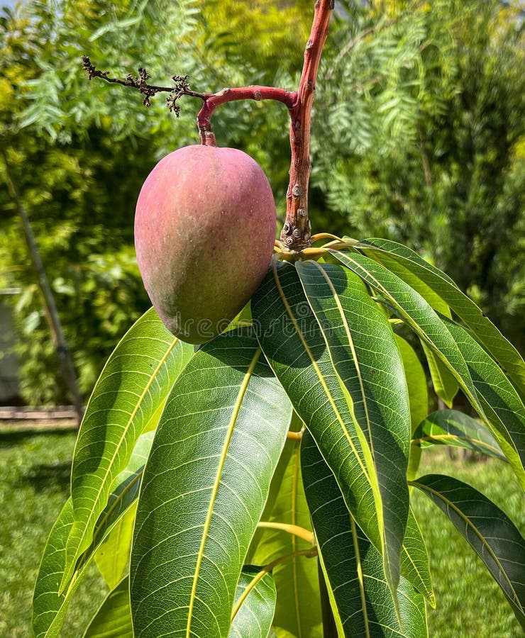 Grafted Mango Ripening on the Tree Stock Image - Image of fresh ...