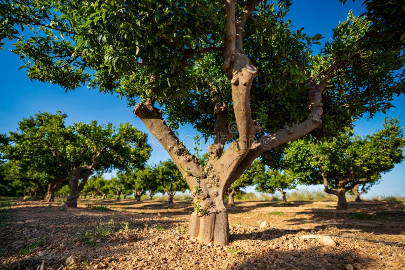 Grafted Orange Tree Crop, Wide Angle Closeup Stock Photo - Image of ...
