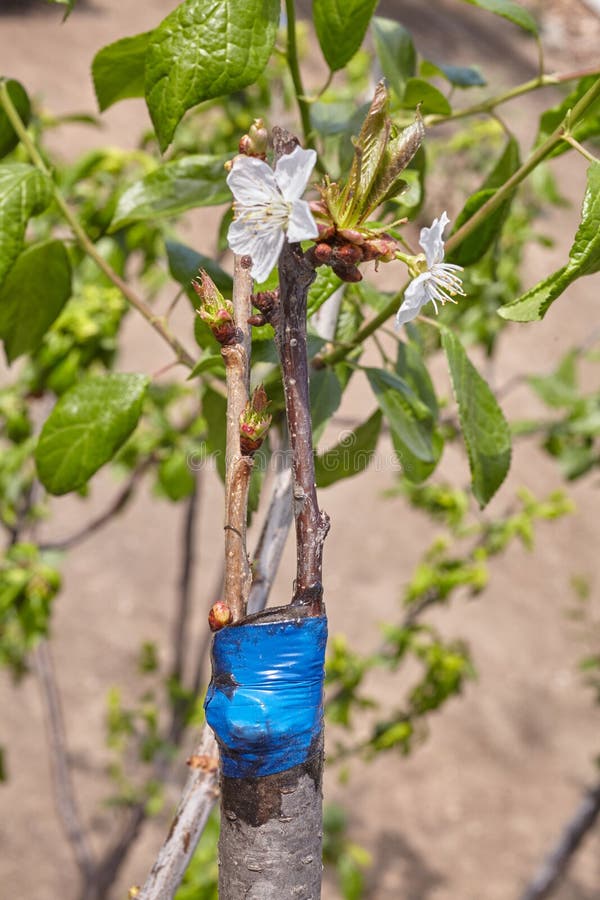 158 Cherry Grafting Stock Photos - Free & Royalty-Free Stock Photos ...