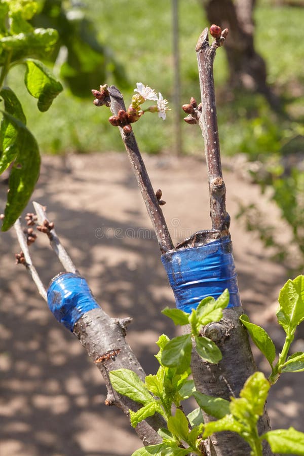 Grafted tree stock photo. Image of grafting, technique - 82906778
