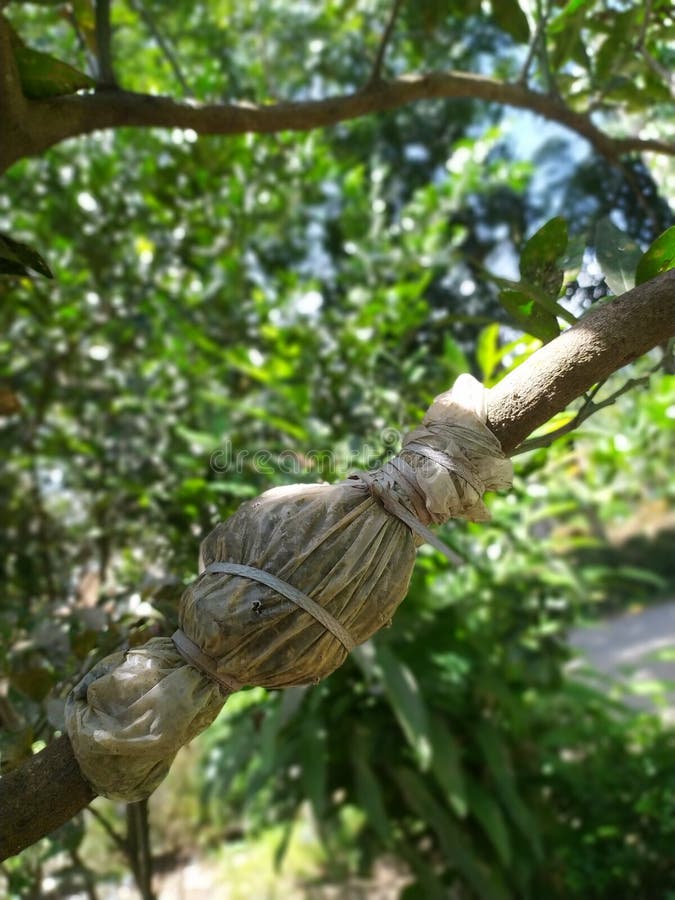 Grafted tree trunk stock image. Image of wildlife, sculpture - 243217771