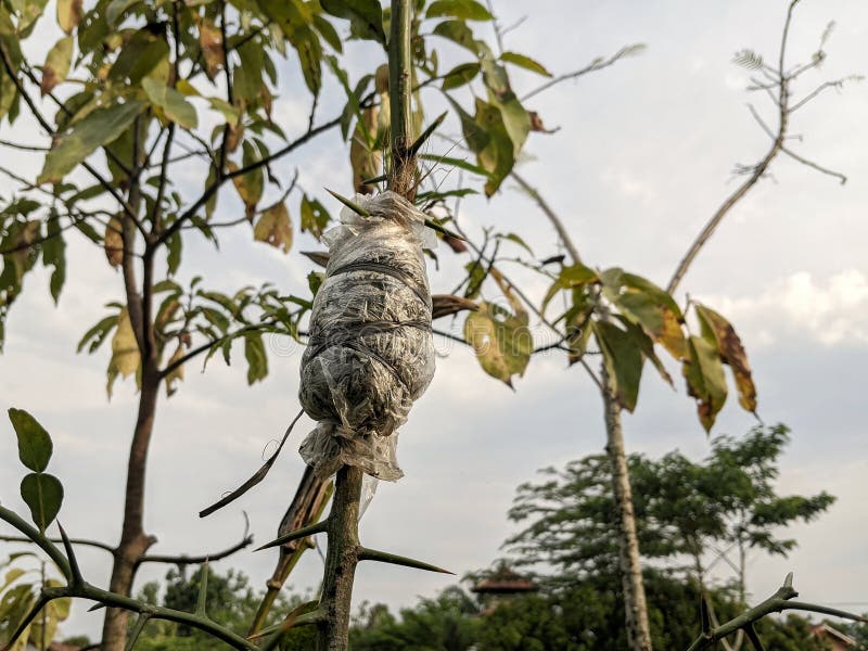 Grafted Tree Trunk. Vegetative Plant Propagation Techniques Stock Image ...