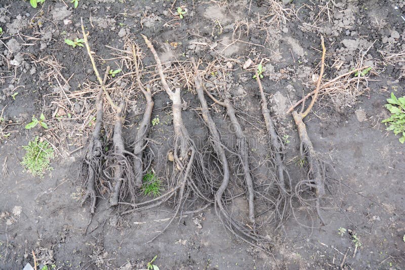 Grafted Walnut Saplings with Small Roots. Planting Bare-root Walnut ...