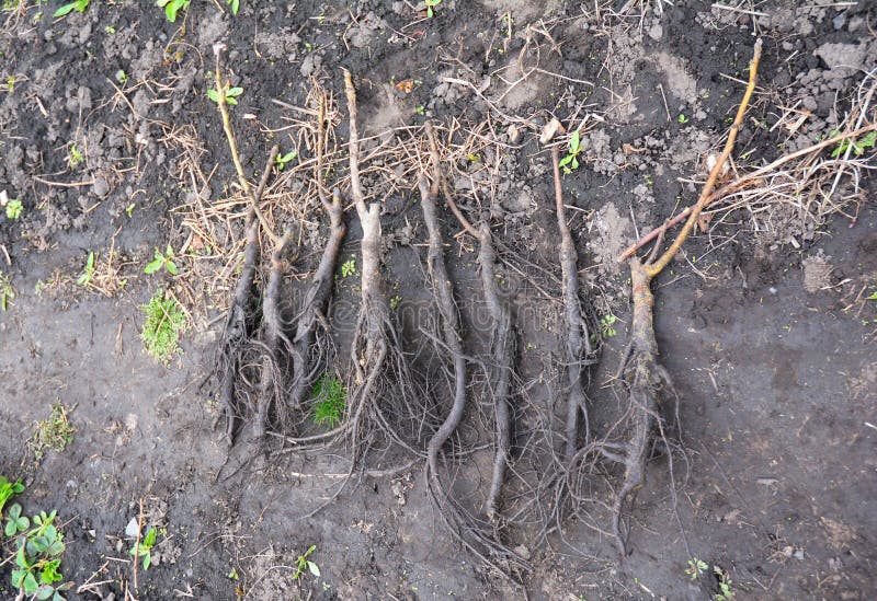 Grafted Walnut Saplings, Vaccinated Walnut Saplings with Open Roots ...