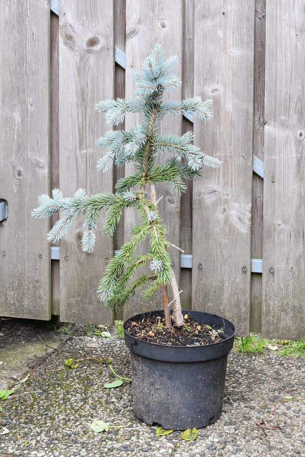 Grafted young Blue Spruce stock image. Image of glauca - 189947773