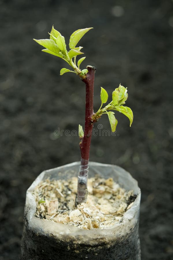 Tree grafting stock image. Image of grow, apple, engraft - 24048363