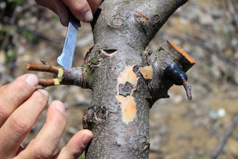 Grafting fruit trees stock photo. Image of budding, forest - 69059910