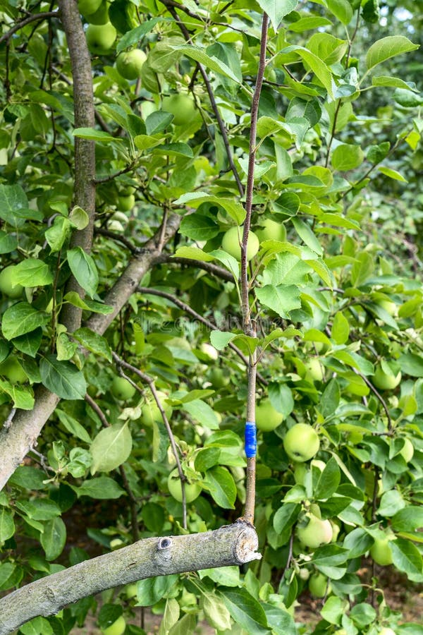 Grafting on a Branch of a Fruit Tree in the Garden Stock Photo - Image ...