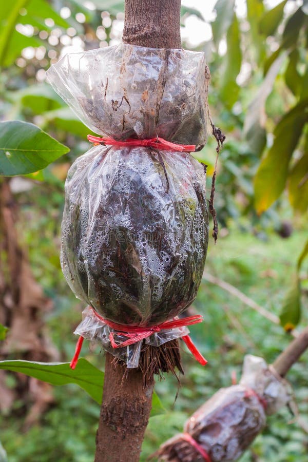 Grafting with Branch of Tree Stock Image - Image of graft, fresh: 73413091