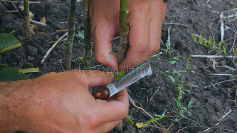 Grafting and Budding of Branches of Woody Plants for Plant Propagation ...