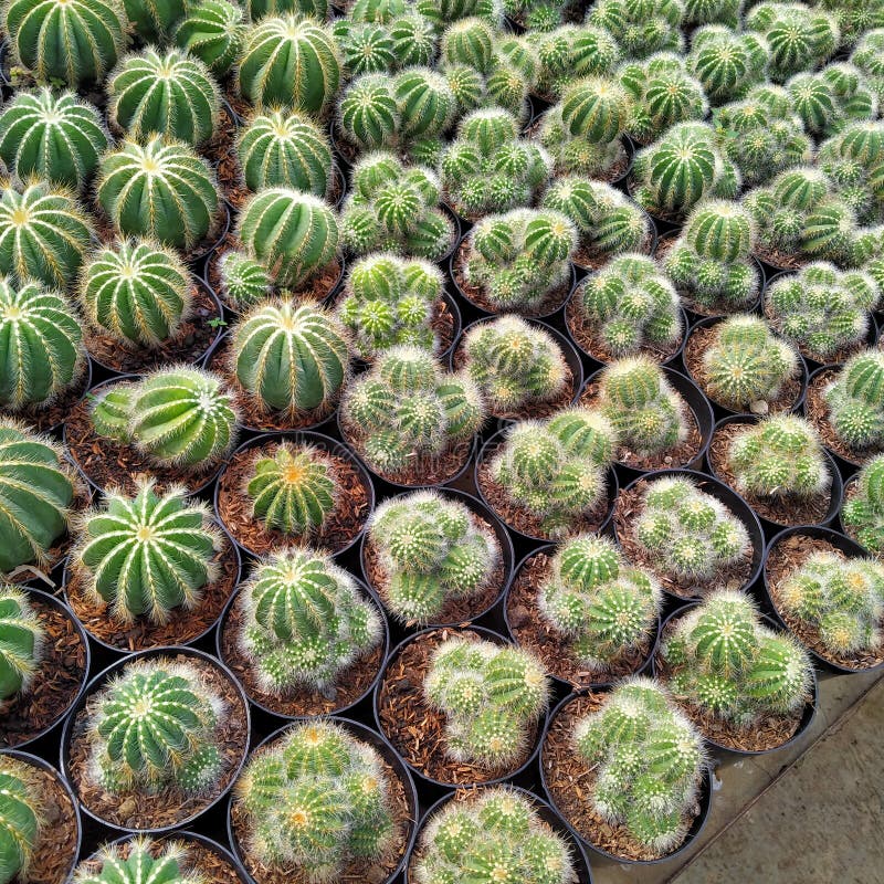 Grafting Cactus is a Cactus Cultivated by Farmers Stock Photo - Image ...