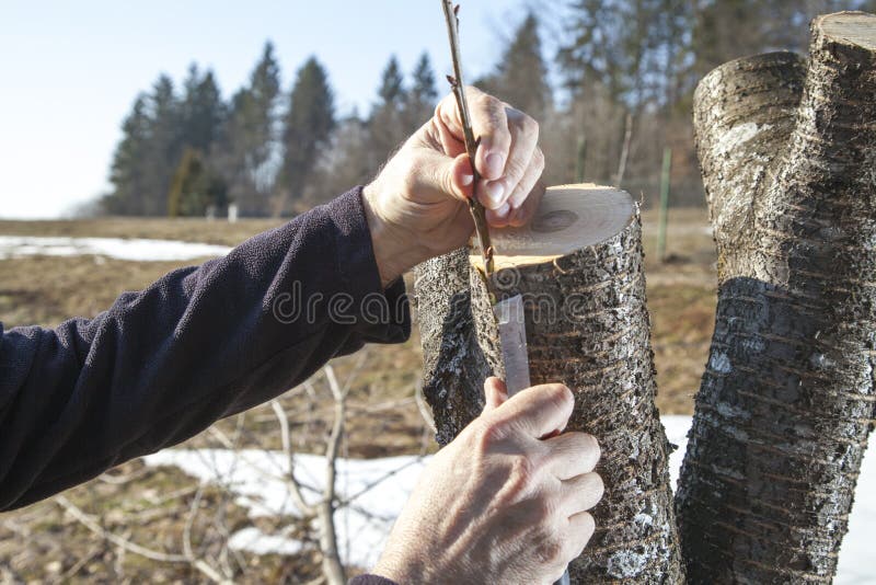 Tree engraft stock image. Image of selection, offspring - 18482467