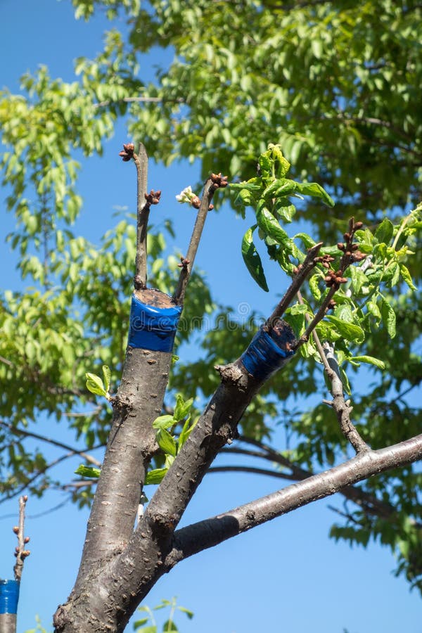 Grafting trees stock image. Image of cuttings, leaves - 72157397
