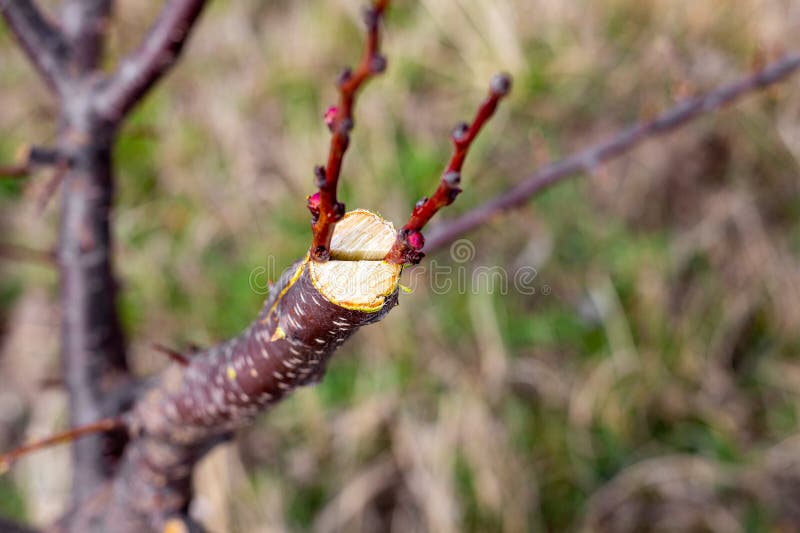 Grafting of a Fruit Tree Using the Split Method. a Thick Branch with a ...