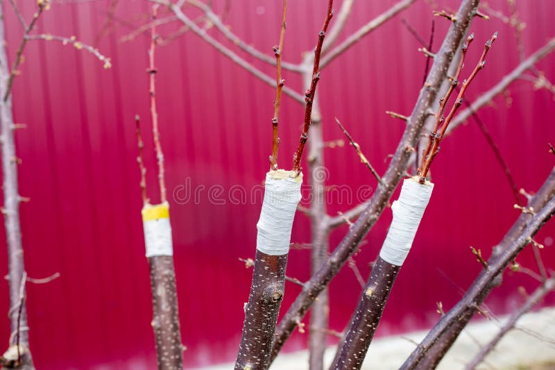 Grafting of Fruit Trees by Split Grafting Method. Tree Branches with ...