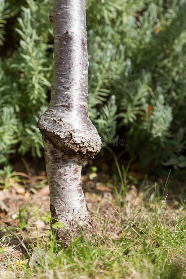 Tree grafting stock image. Image of grow, apple, engraft - 24048363