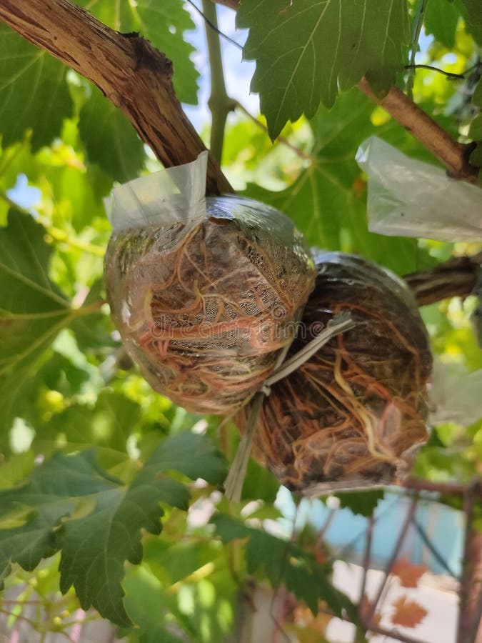 Grafting stock photo. Image of root, grape, stem, plastic - 369054458