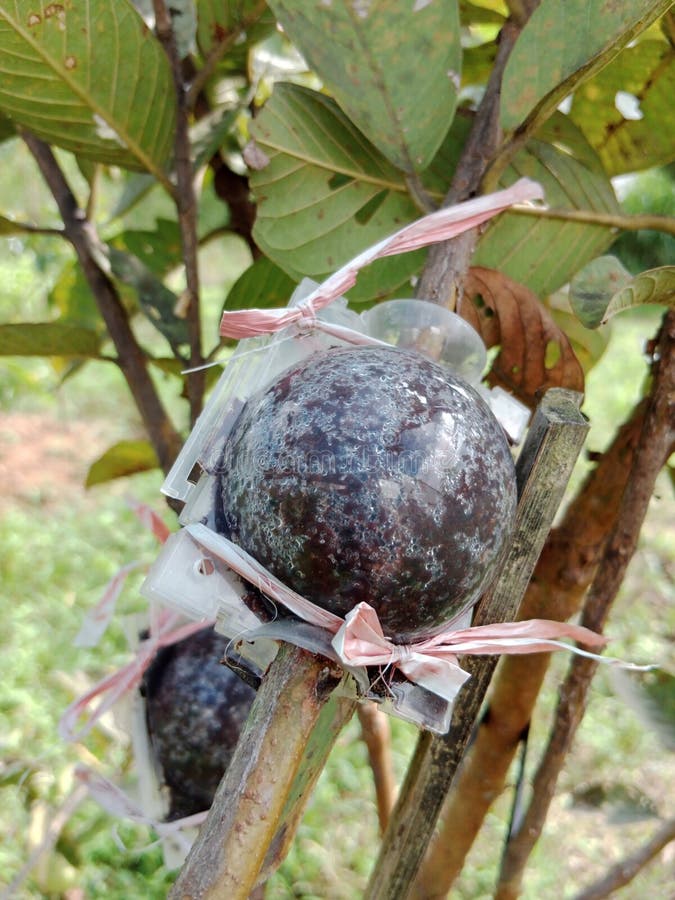 Grafting Guava Fruit on a Tree Trunk Stock Image - Image of grafting ...