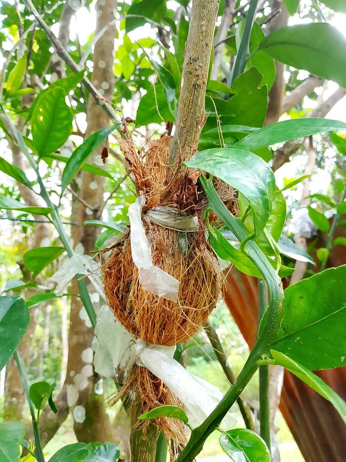 Grafting or Grafting is a Horticultural Technique Stock Image - Image ...