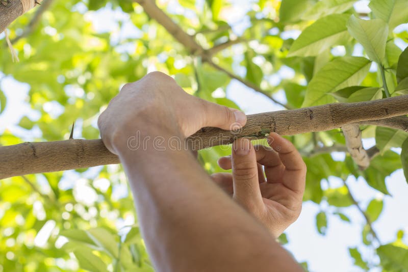 Grafting Lemon Trees stock image. Image of fresh, tree - 101416747