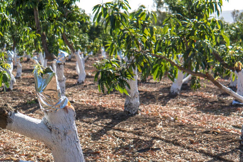 Grafting on a mango tree stock photo. Image of gardening - 80551392