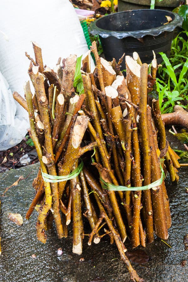 Grafting with Mulberry Branch of Tree Stock Image - Image of gardening ...