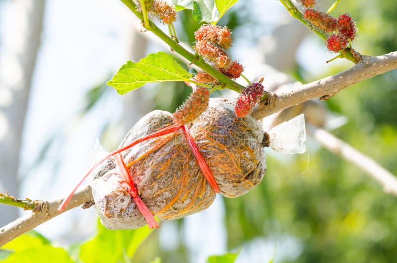 Grafting on mulberry tree stock photo. Image of layering - 48064808