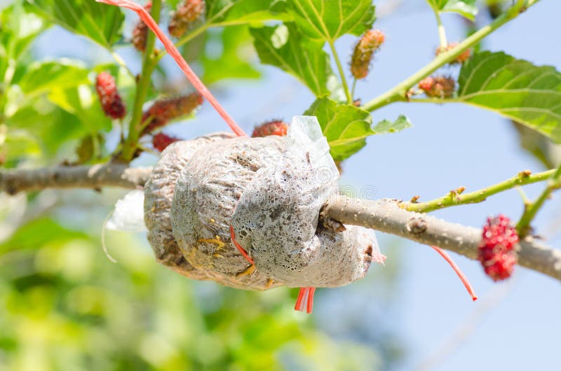 Grafting on mulberry tree stock image. Image of graftinng - 48130359