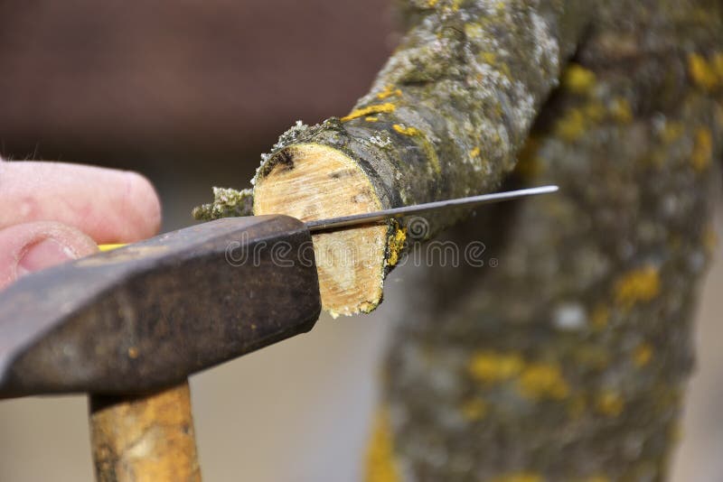 Grafting Old Apple Tree on Spring Stock Image - Image of botany ...