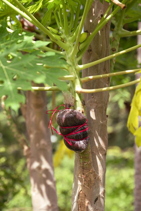 Grafting on Papaya Tree Branch Stock Image - Image of outdoor, growing ...
