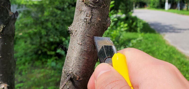 Grafting with a Plum Tree Bud. First You Need To Make a Vertical Cut in ...