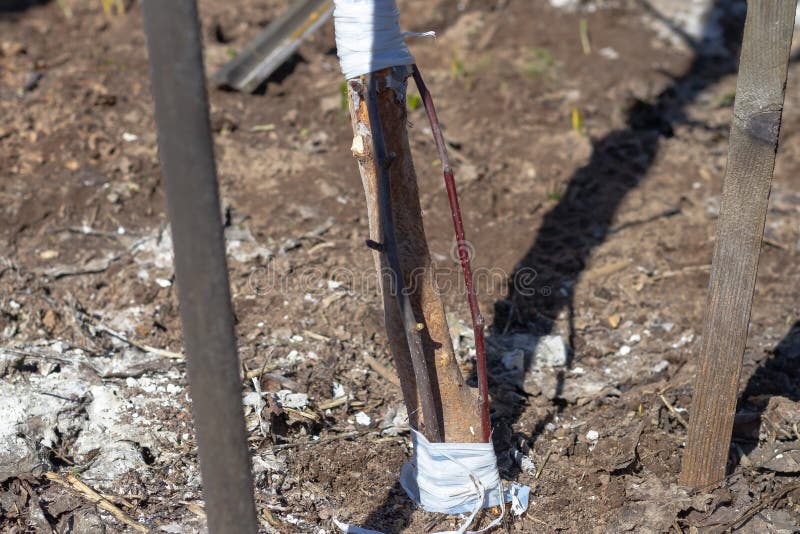 Grafting a Tree on an Apple Tree Trunk Damaged by Mice, the Bark is ...
