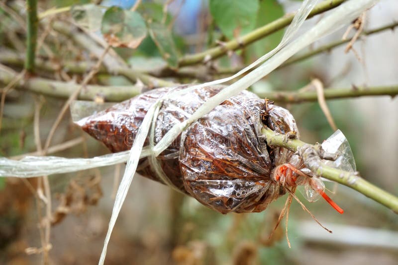 Grafting on Tree Branch in Garden Stock Image - Image of graft ...