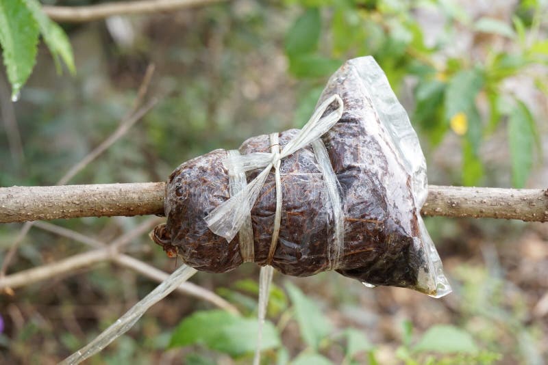 Grafting on Tree Branch in Garden Stock Photo - Image of close, branch ...