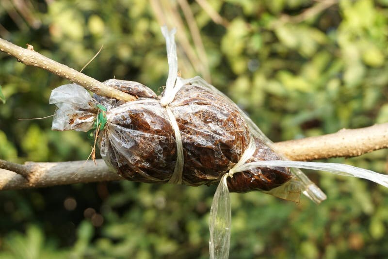 Grafting on Tree Branch in Garden Stock Image - Image of outdoor, root ...