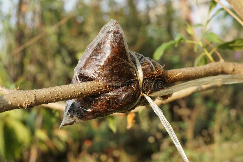 Grafting on Tree Branch in Garden Stock Photo - Image of plant, foliage ...