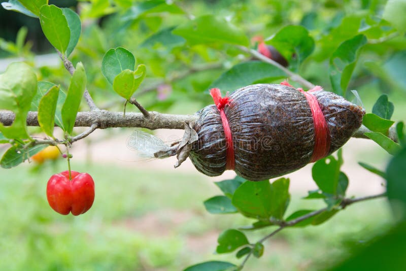 Grafting on tree branch stock photo. Image of green, grafting - 74990782