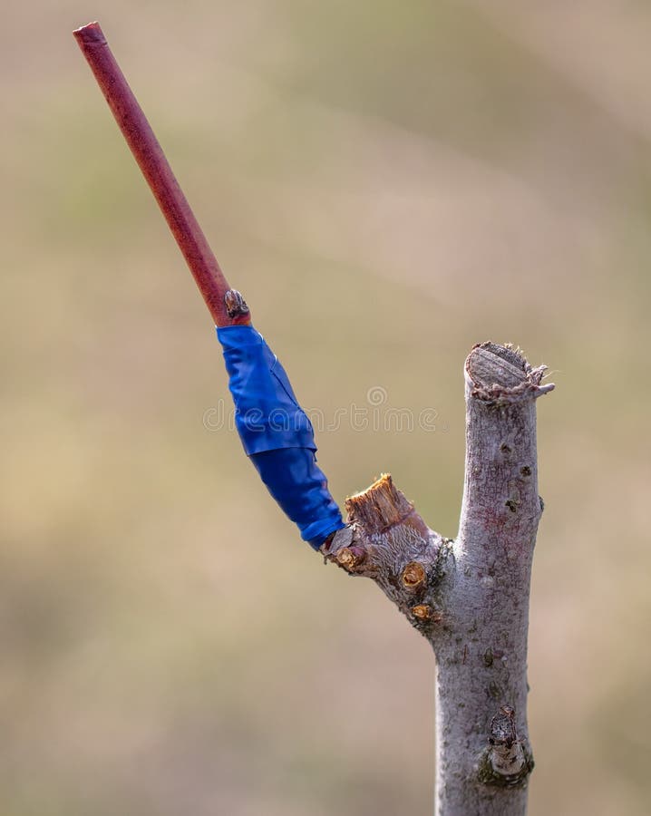 Grafting on a Tree Branch in Spring. Stock Image - Image of twig, care ...