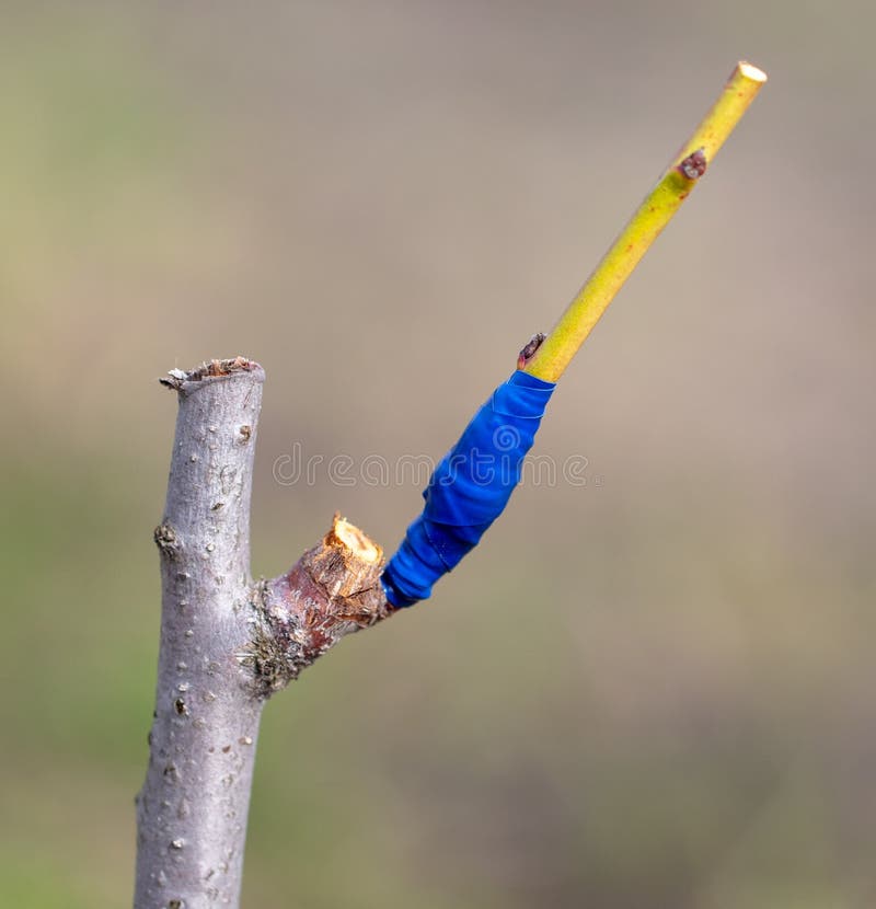 Grafting on a Tree Branch in Spring. Stock Photo - Image of botany ...