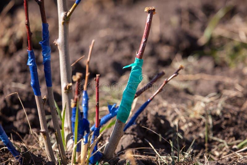 Grafting on Tree Branches in the Garden Stock Image - Image of fruit ...