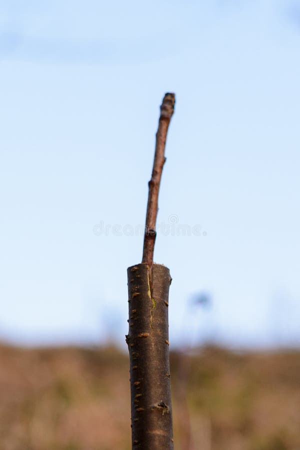 Grafting of Young Fruit Trees, Spring Reproduction of Fruit Tree ...