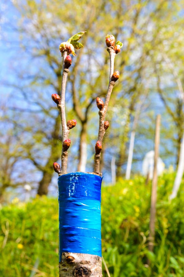 Grafting Young Fruit Trees in Spring, Young Tree Sprouts Stock Image ...