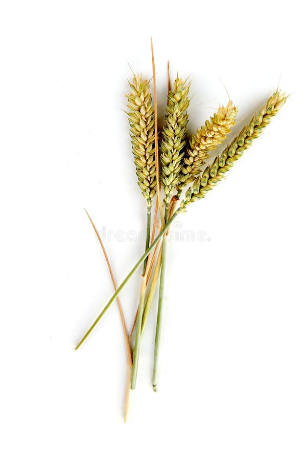 Grain stock image. Image of seed, food, organic, healthy - 15399175