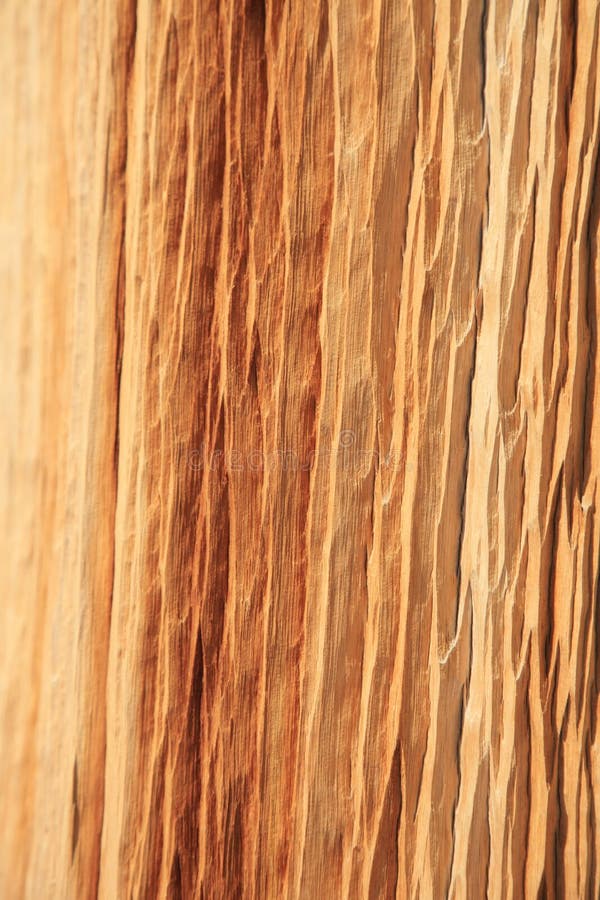 Grain stock image. Image of pine, background, grain, wood - 16916759