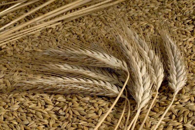 Grain stock photo. Image of spike, grain, malt, ripened - 21705548